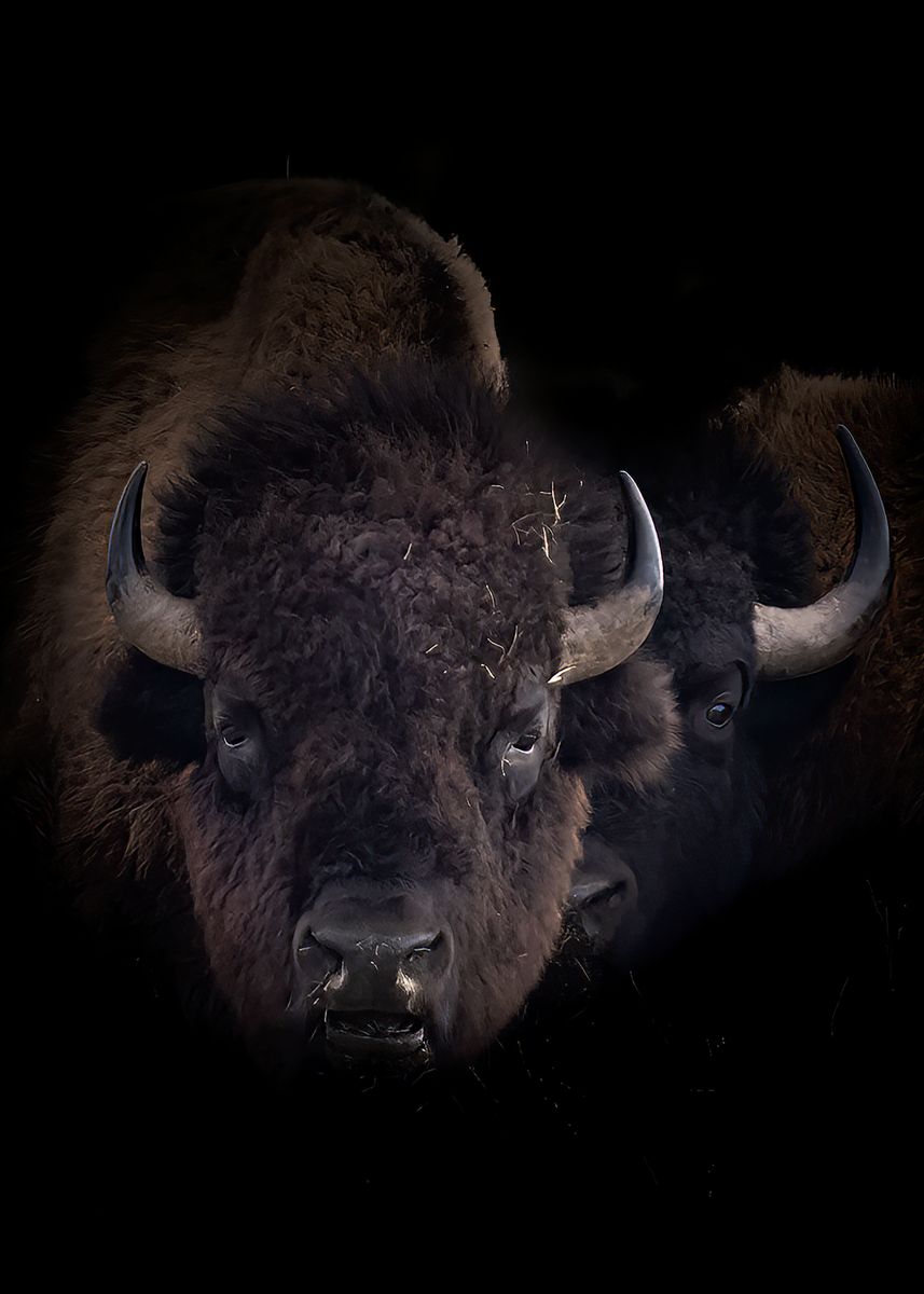 '2 Old Bulls' Poster, picture, metal print, paint by Laura Terriere ...