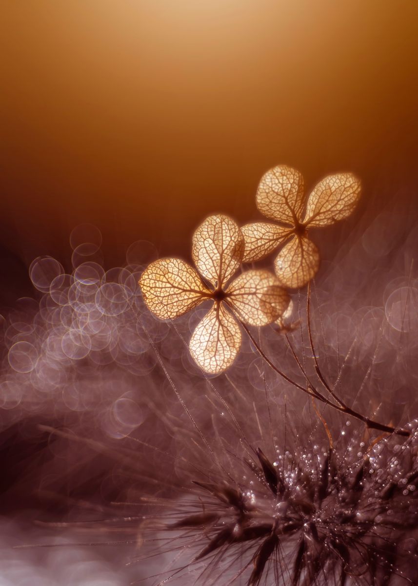 'Gold hydrangea flower' Poster, picture, metal print, paint by ...