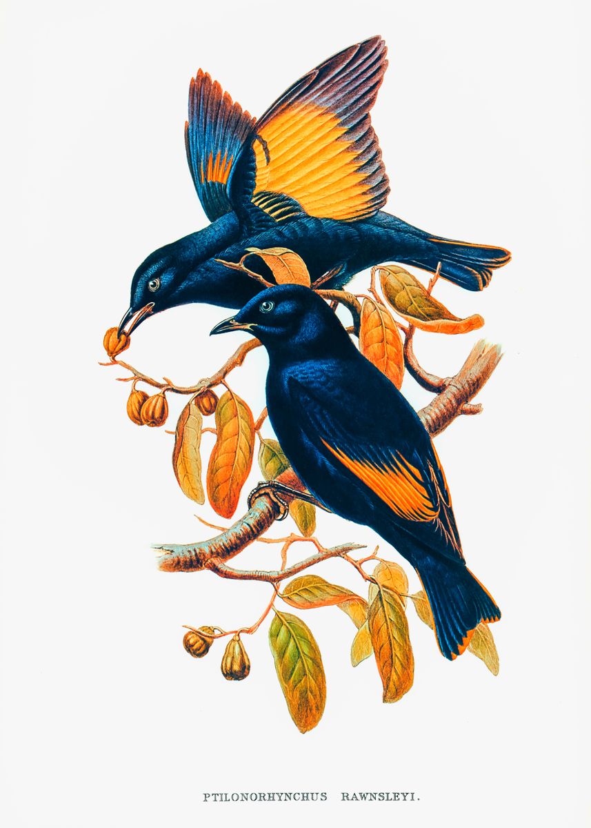 'Rawnsley Bowerbird' Poster, picture, metal print, paint by Mango Art ...