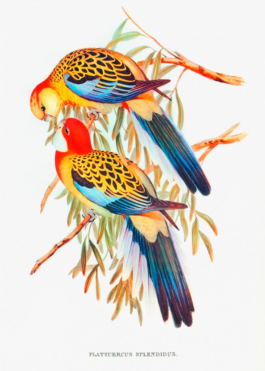 'Splendid Parakeet' Poster, picture, metal print, paint by Mango Art ...