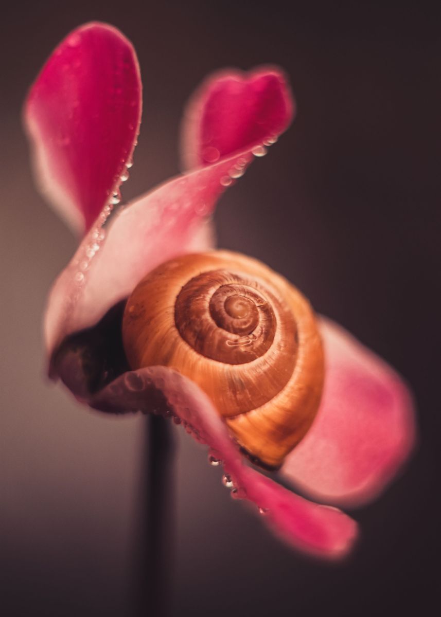 'Flower and snail' Poster by Mycatherina | Displate