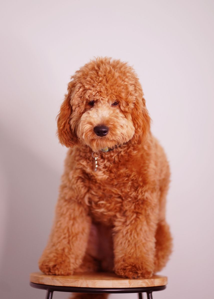 'POODLE' Poster, picture, metal print, paint by PRIMNEPTI LERT | Displate