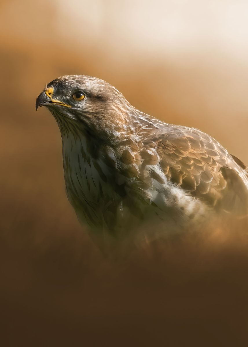 'A Buzzard Portrait' Poster, picture, metal print, paint by Andy Green ...
