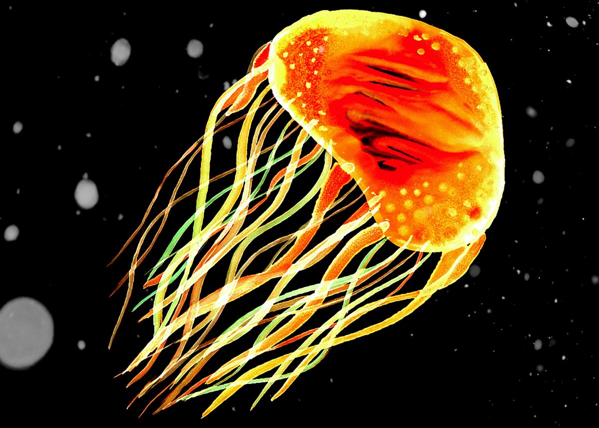 'Fire Belly Jelly' Poster by Martin Rose | Displate