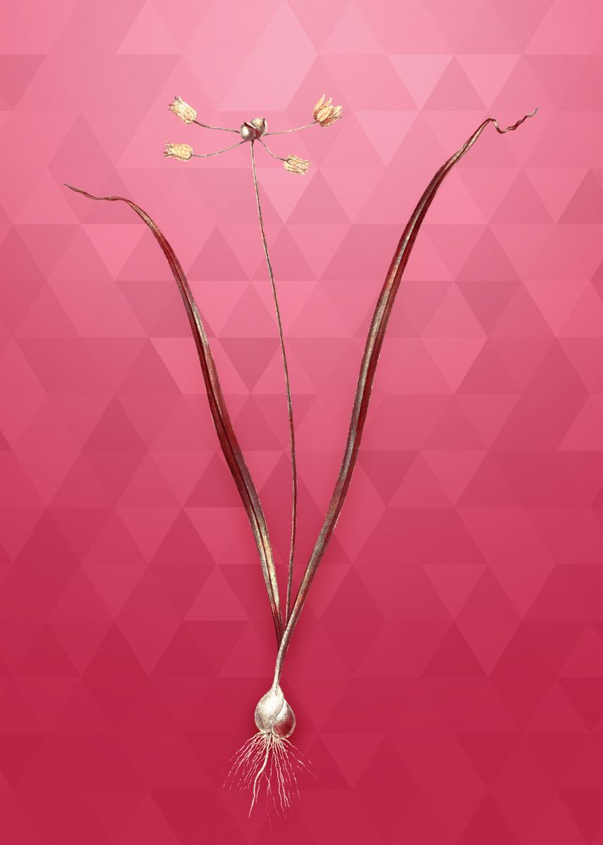 'Allium Scorzonera Folium' Poster, picture, metal print, paint by Holy ...