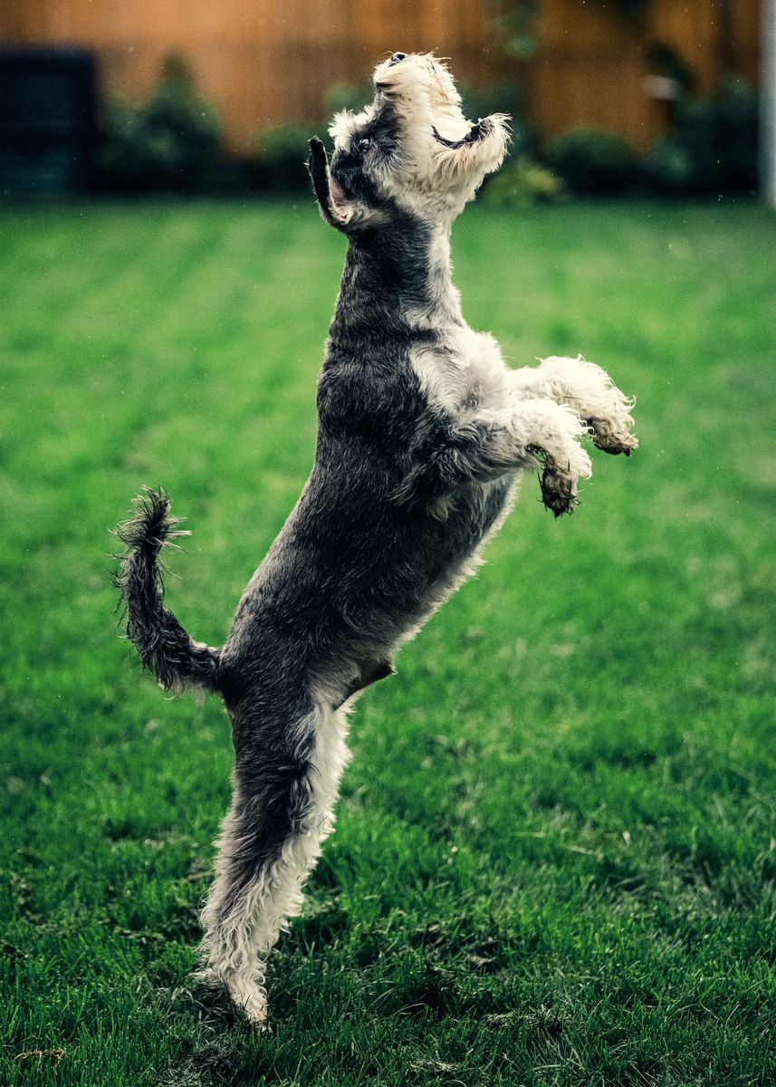 'DOG STANDING' Poster, picture, metal print, paint by PRIMNEPTI LERT ...