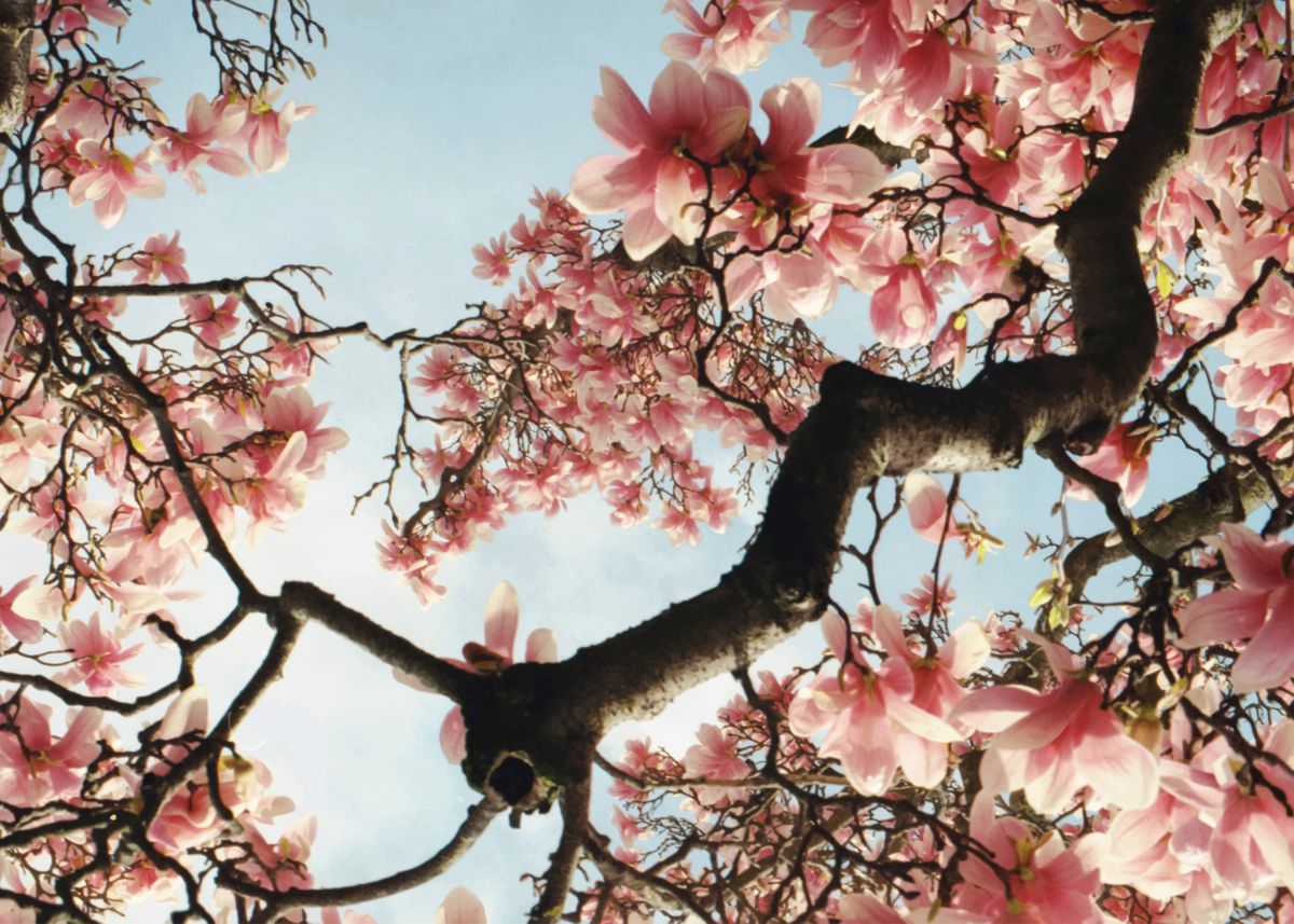 'Beautiful flowers' Poster by Rurouni Kenshin | Displate