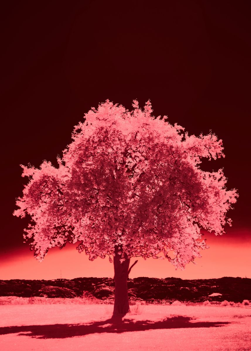 'Pink glory' Poster, picture, metal print, paint by Stephen Bredenkamp ...