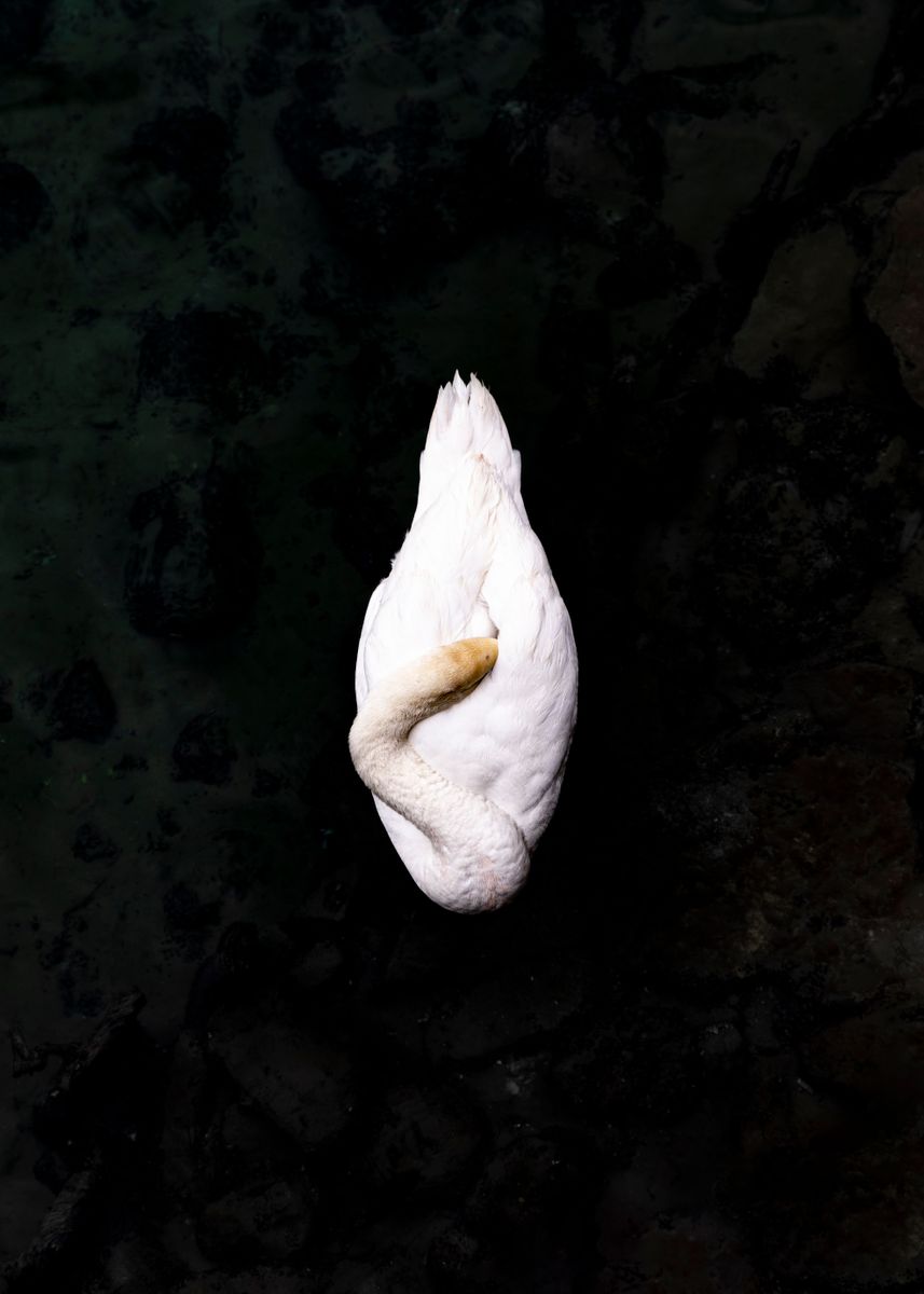 'Sleeping Swan' Poster, picture, metal print, paint by Antonio Danzi ...