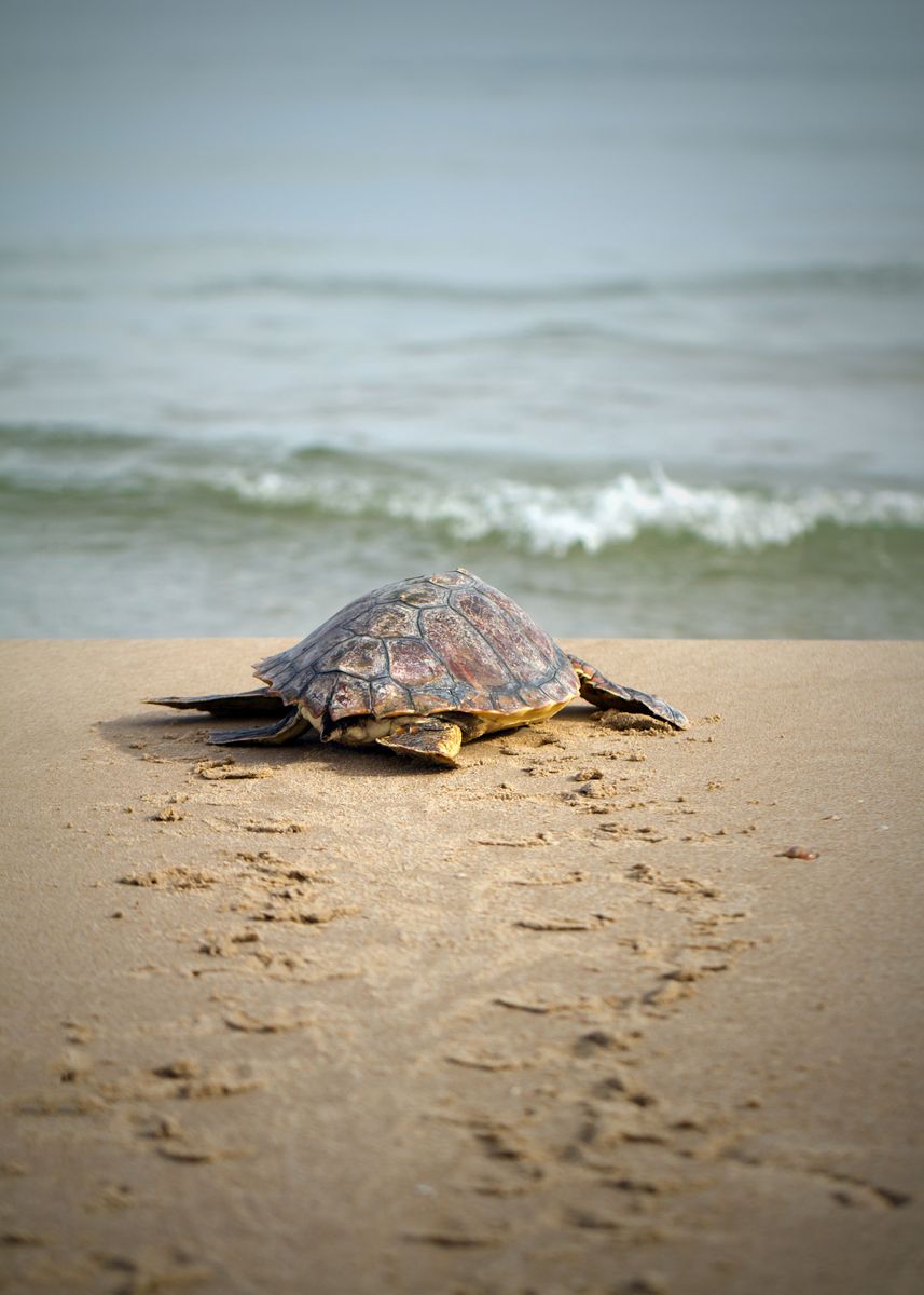 'Baby Loggerhead Sea Turtle' Poster, picture, metal print, paint by ...