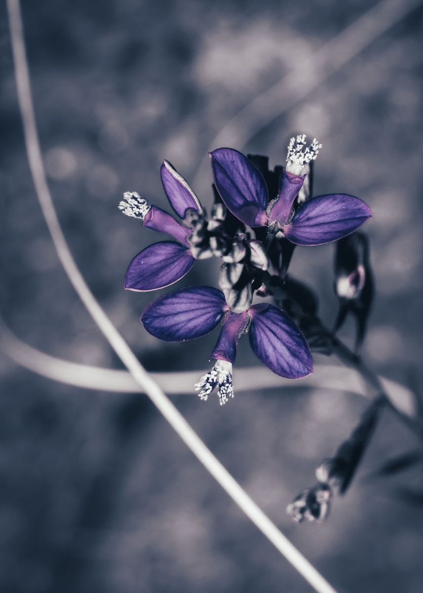 'Purple flower' Poster, picture, metal print, paint by Ava Peattie ...