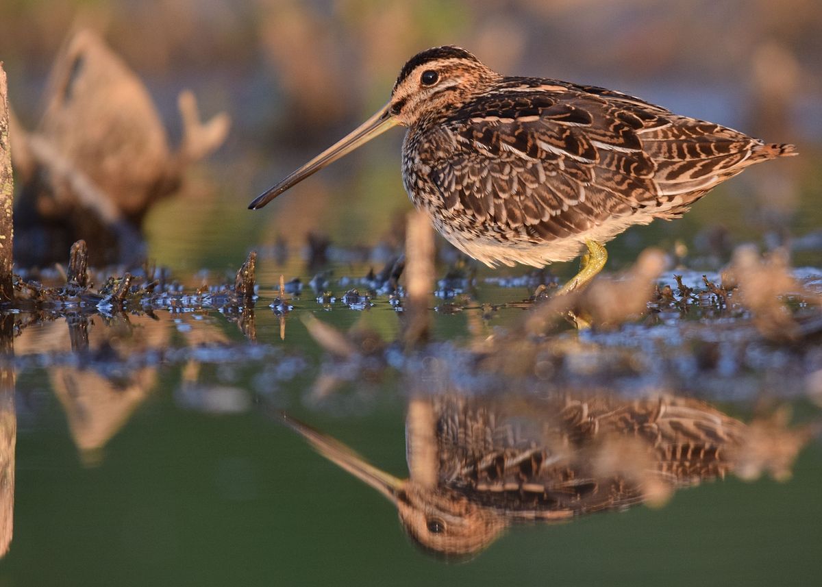 'Becassine des marais ' Poster by Simon Letessier | Displate