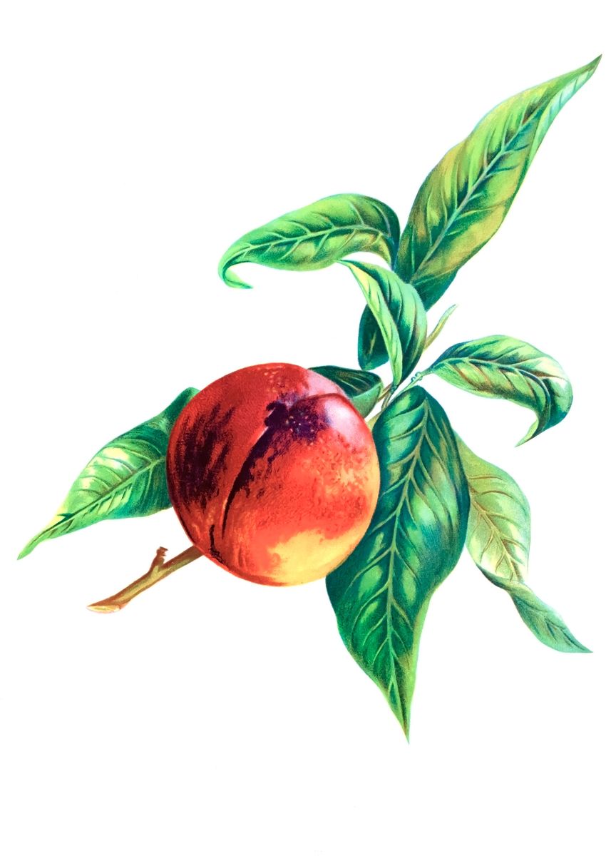 'Pine Apple Nectarines' Poster, picture, metal print, paint by Mango ...