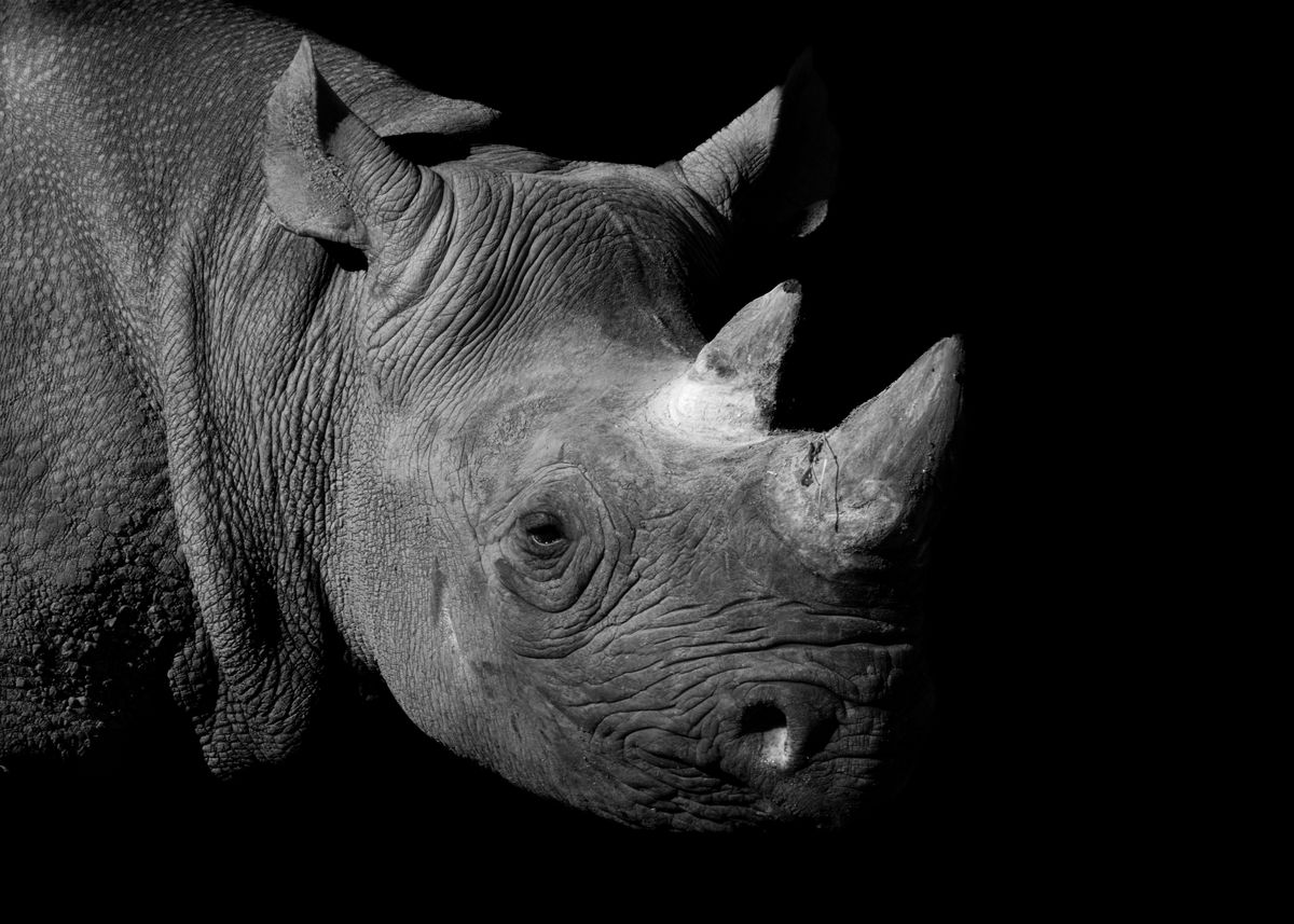 'Monochrome Black Rhino' Poster by William Garner | Displate