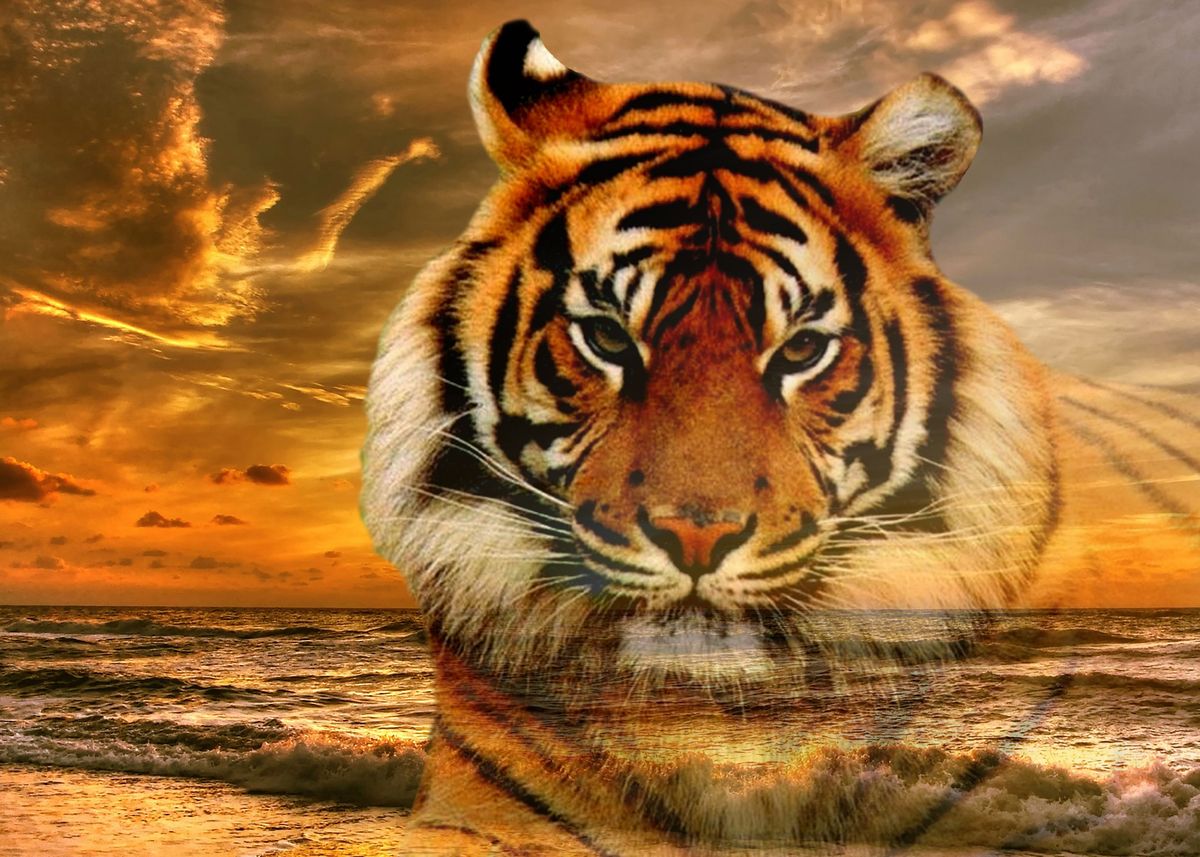 'Tiger and Sunset' Poster by Erika Kaisersot | Displate