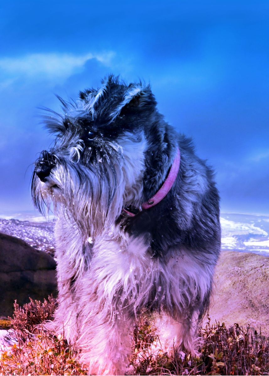 'Pupy dog' Poster, picture, metal print, paint by franky dom | Displate