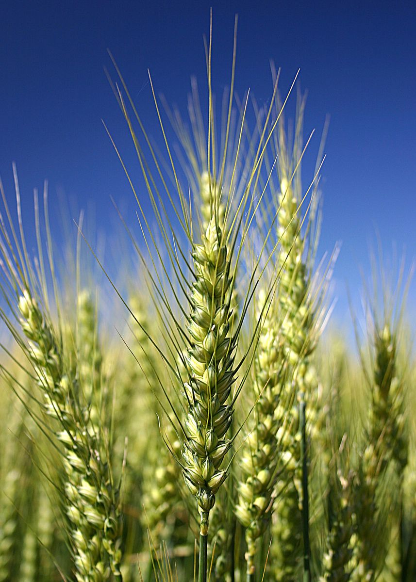 'green wheat' Poster, picture, metal print, paint by Soft Brush | Displate