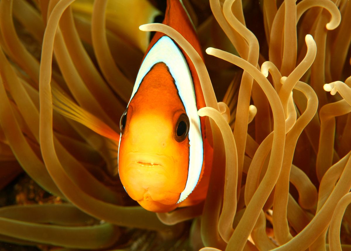 'Clownfish' Poster by PIPA Photography and Designs | Displate