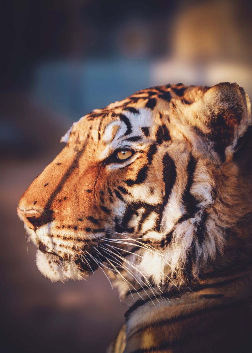 'Tiger' Poster, picture, metal print, paint by DombaHitam Studio | Displate