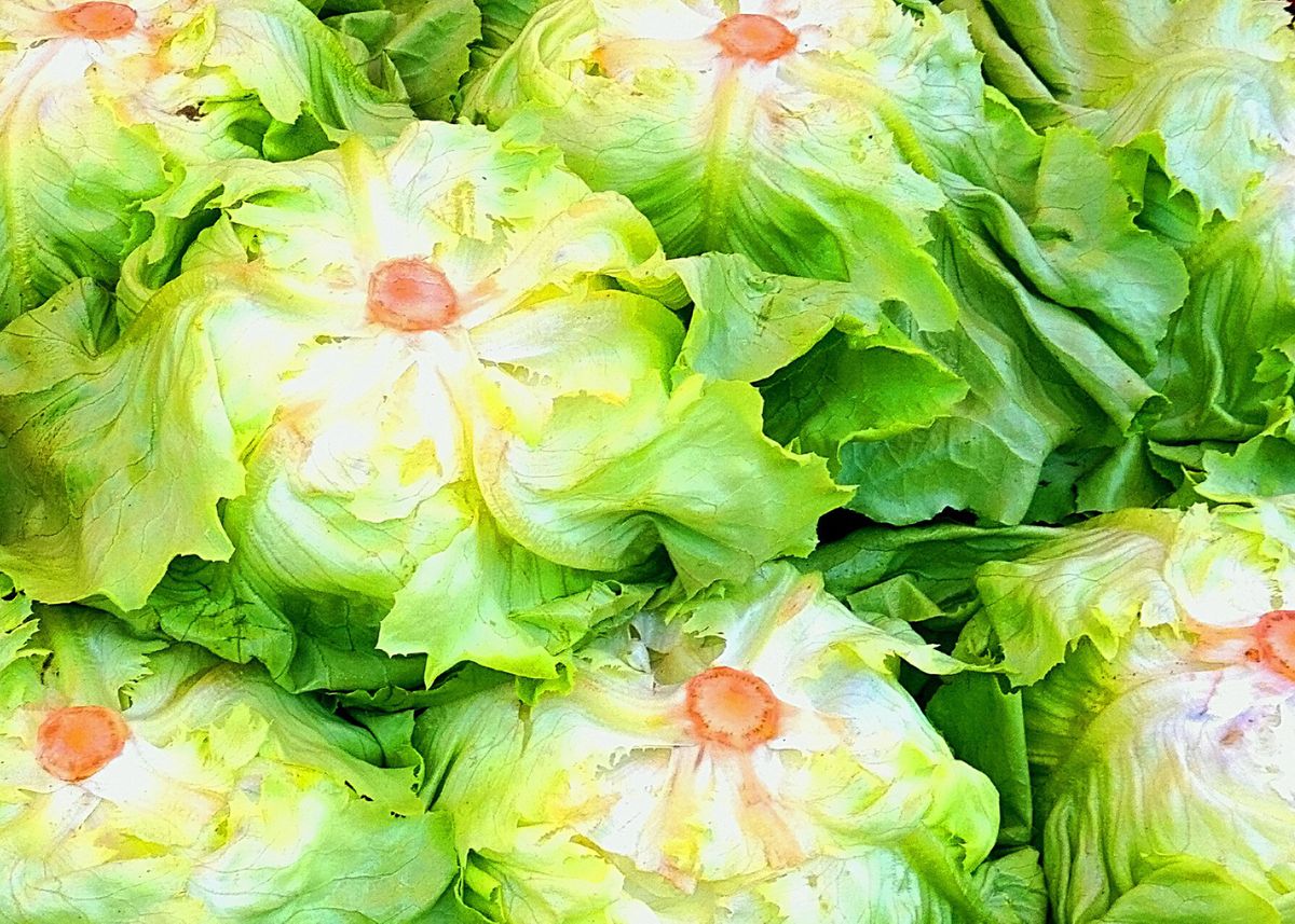 'lettuce' Poster by TheGolden Hand | Displate