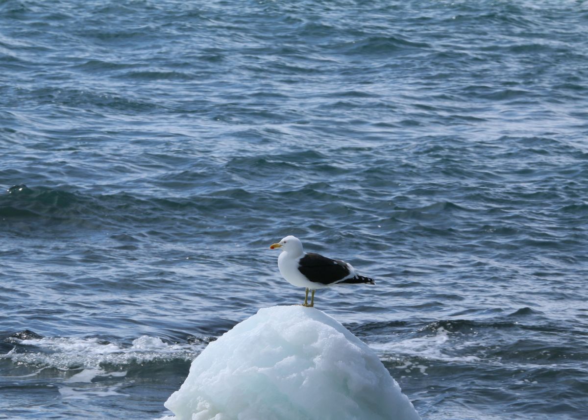 'Wandering Albatross' Poster by Leila Studio | Displate