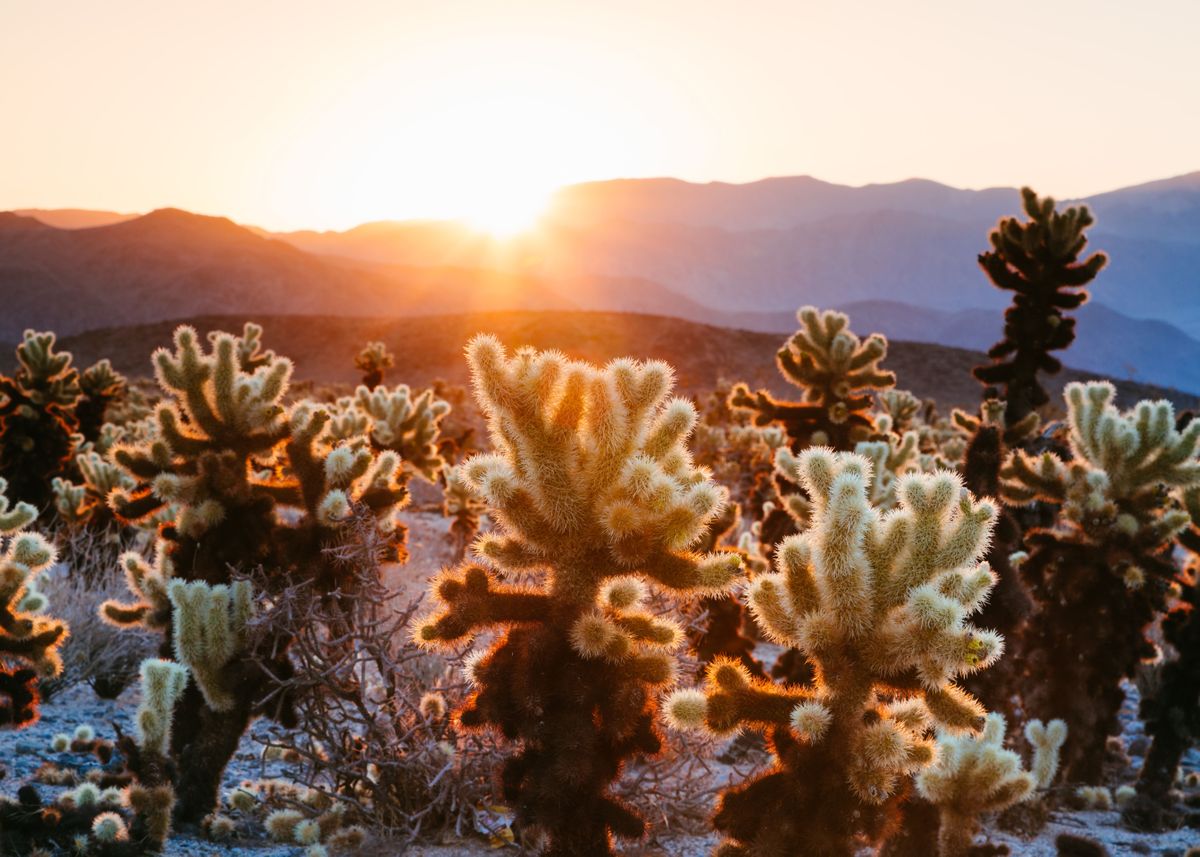 'Cactus Garden California' Poster by Matteo Colombo | Displate