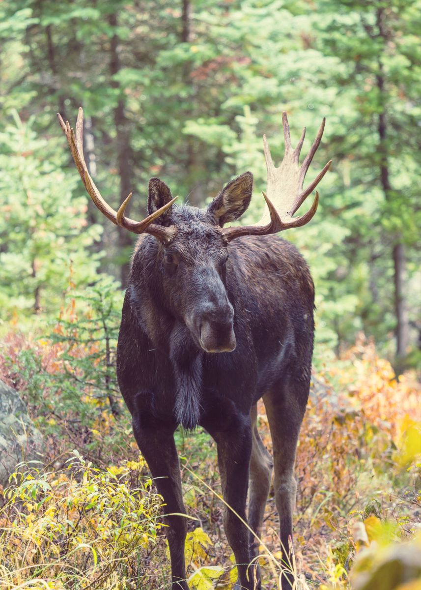 'Deer' Poster, picture, metal print, paint by Benny Arlon | Displate
