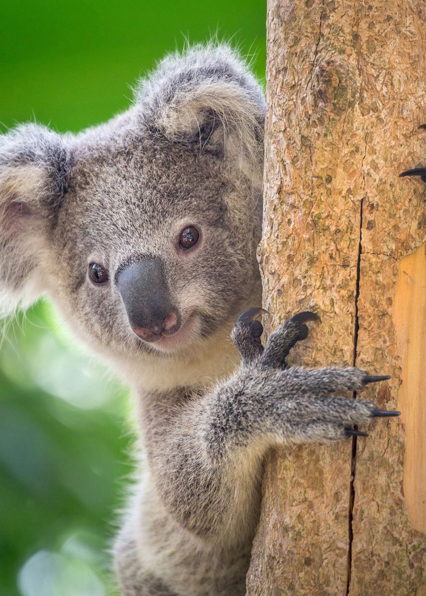 'Koala' Poster, picture, metal print, paint by Robet Erick | Displate