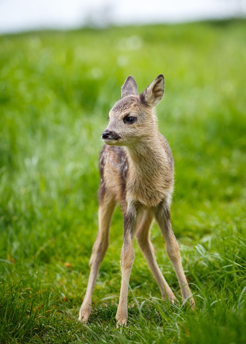 'Deer' Poster, picture, metal print, paint by Benny Arlon | Displate