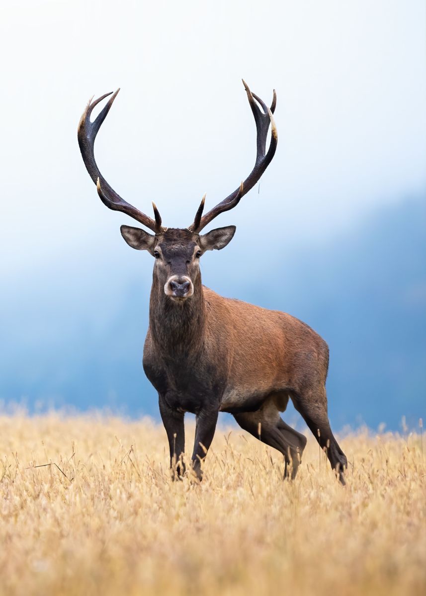 'Deer' Poster by Robet Erick | Displate