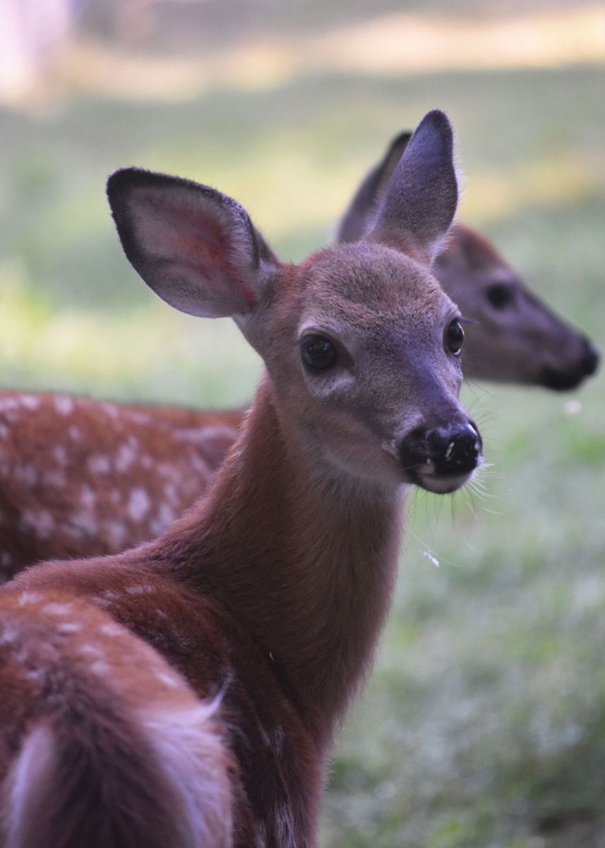 'Deer' Poster by Adnan Kaisa | Displate