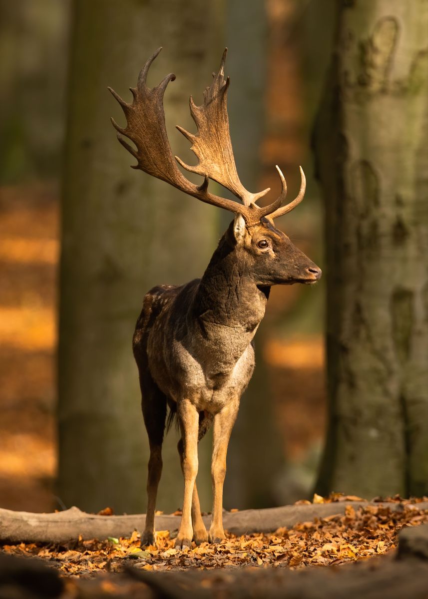 'Deer' Poster, picture, metal print, paint by Benny Arlon | Displate