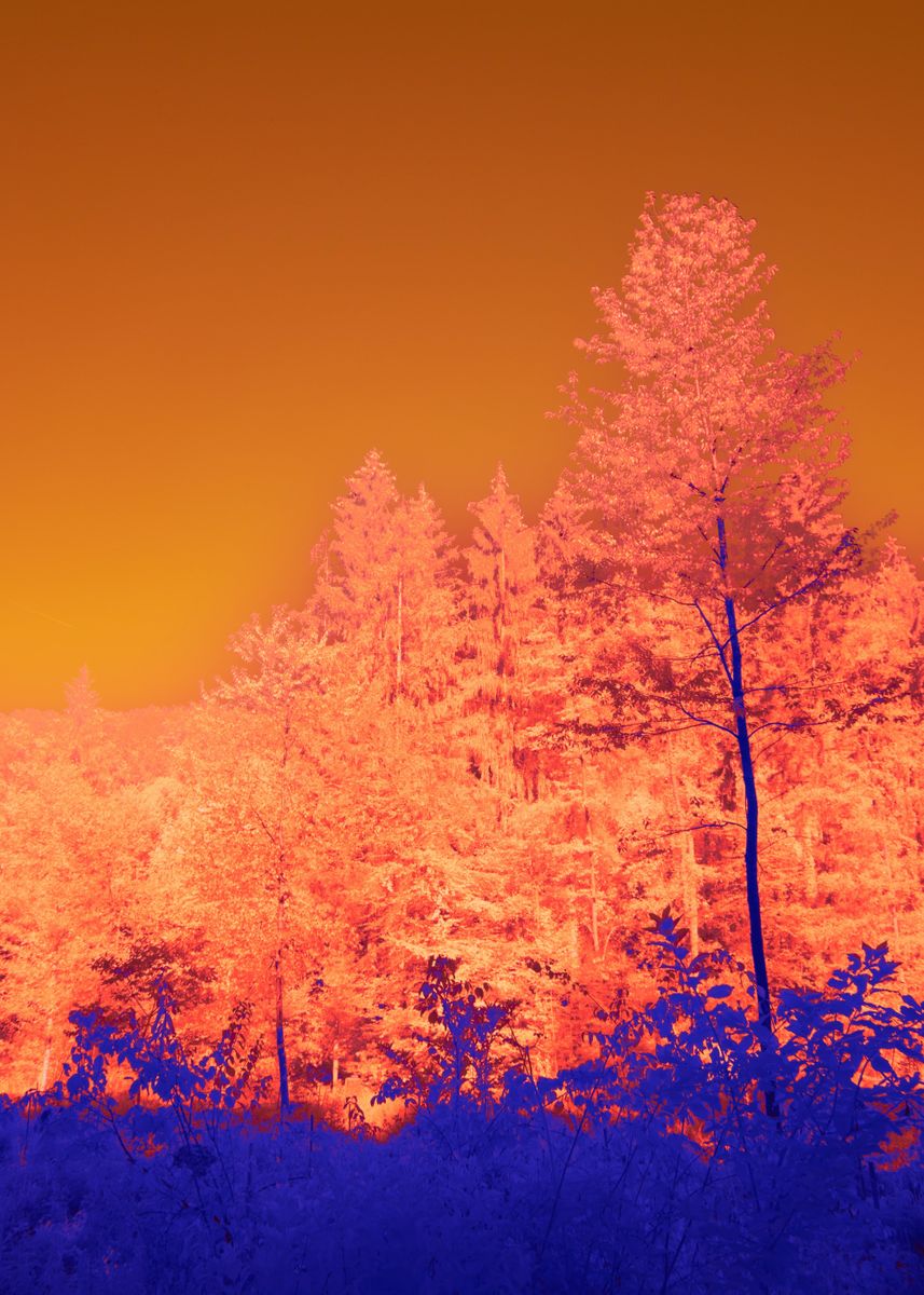 'Autumn contrast' Poster, picture, metal print, paint by Stephen ...
