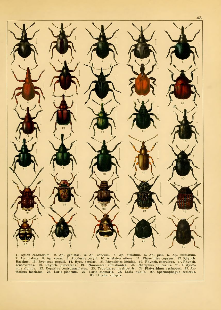 'Vintage Insect' Poster, picture, metal print, paint by Vintage ...