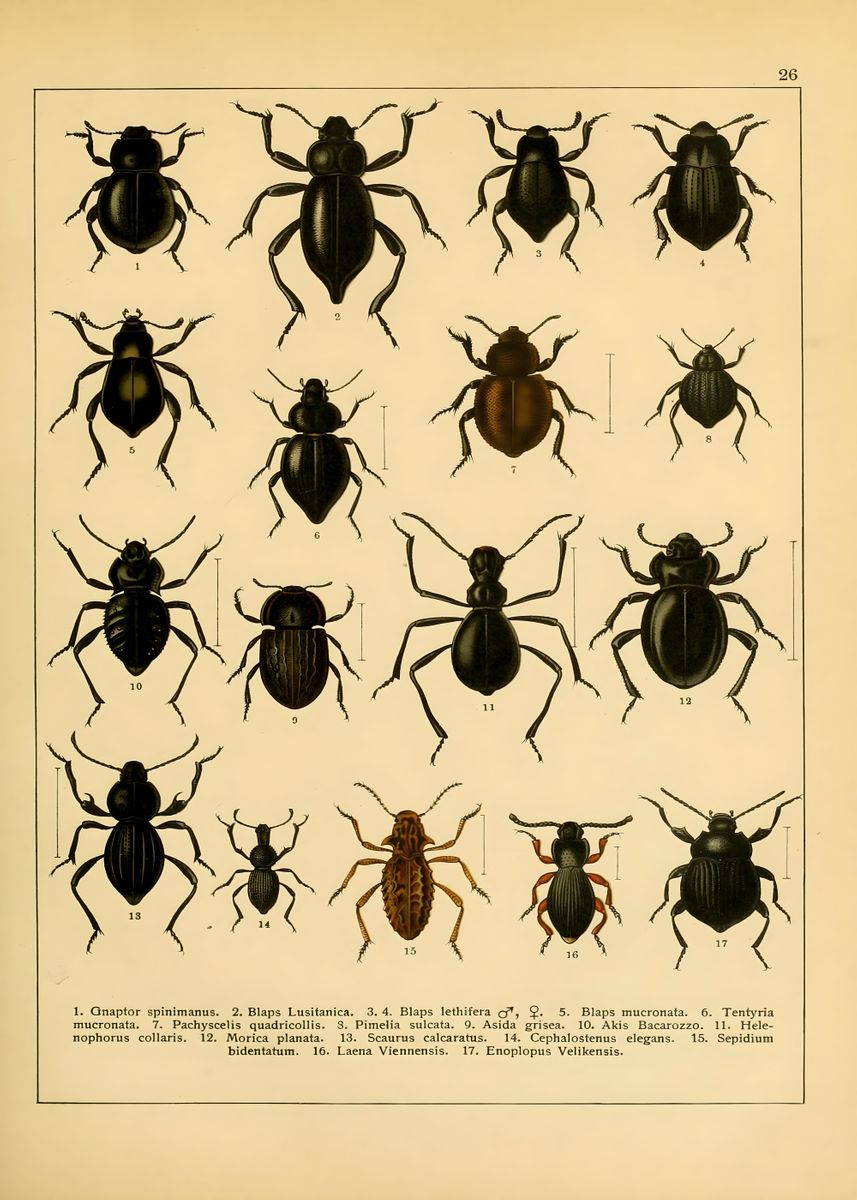 'Vintage Insect' Poster, picture, metal print, paint by Vintage ...