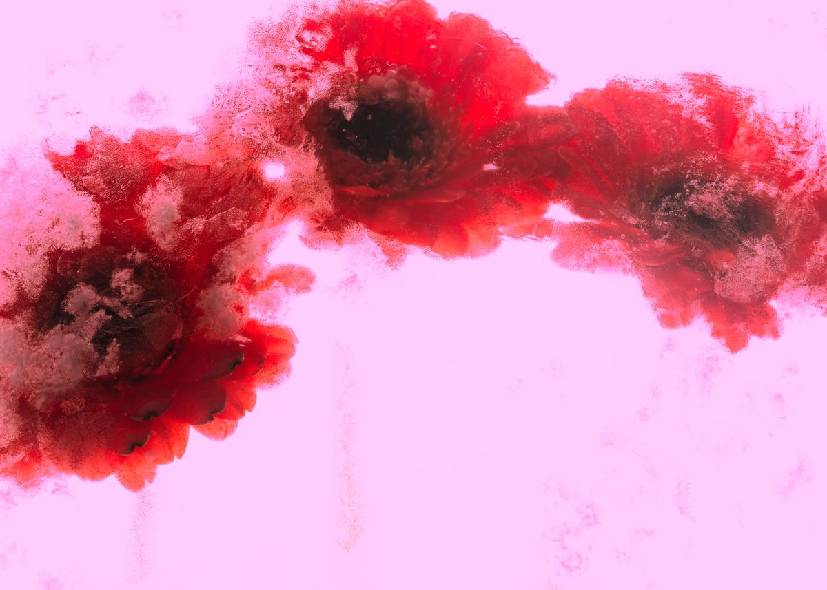 '3 Gerbera in ice' Poster by Marc Heiligenstein | Displate