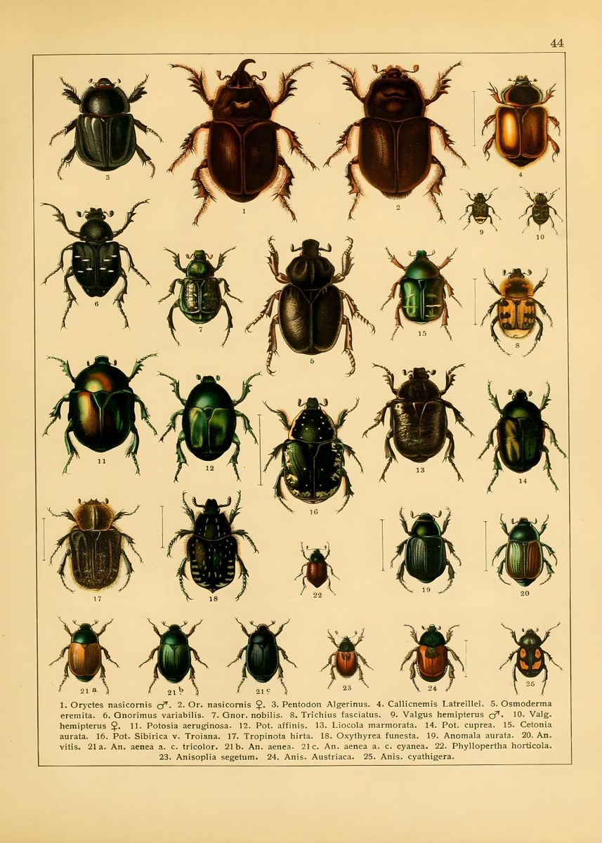 'Vintage Insect' Poster, picture, metal print, paint by Vintage ...