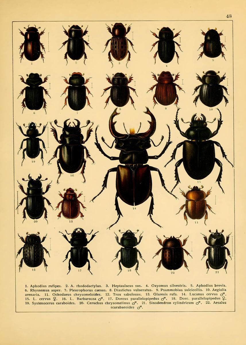 'Vintage Insect' Poster, picture, metal print, paint by Vintage ...