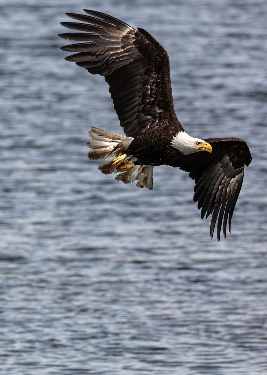 'Determined Bald Eagle' Poster, picture, metal print, paint by Joe ...