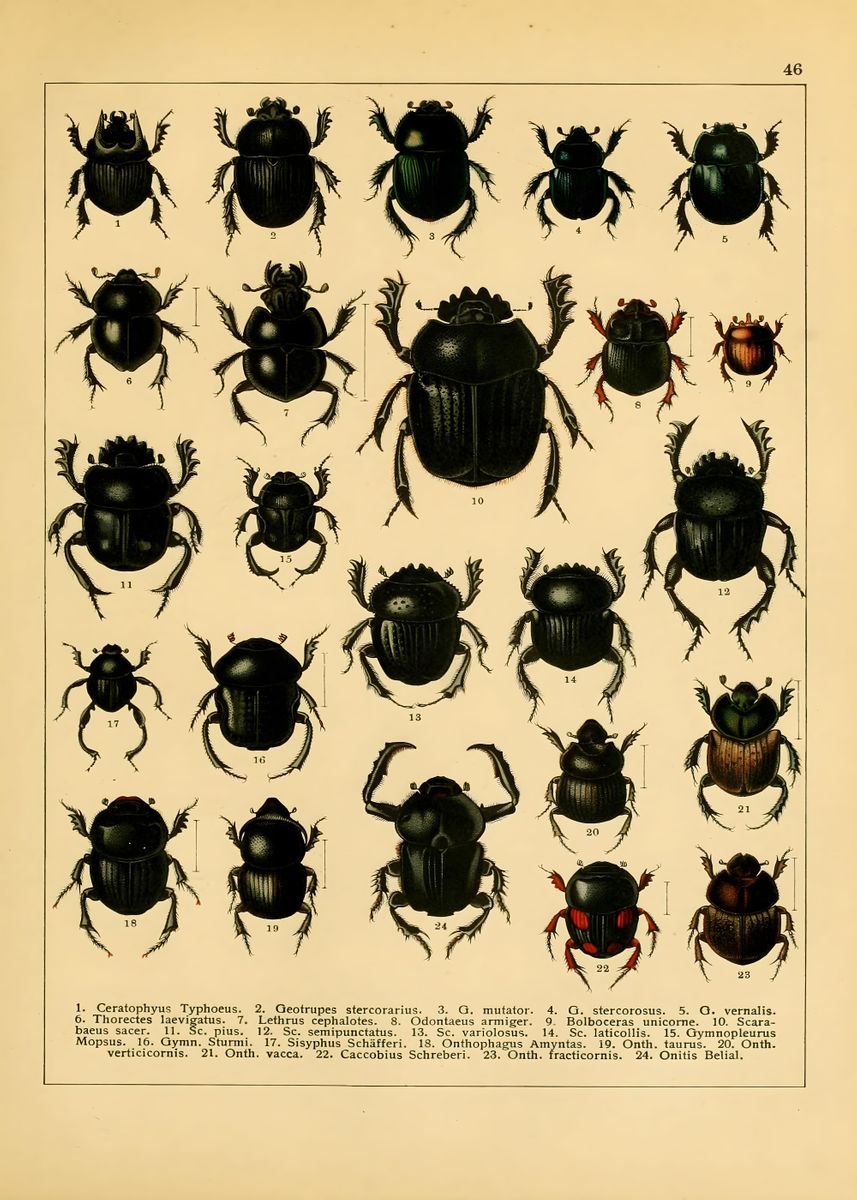 'Vintage Insect' Poster, picture, metal print, paint by Vintage ...