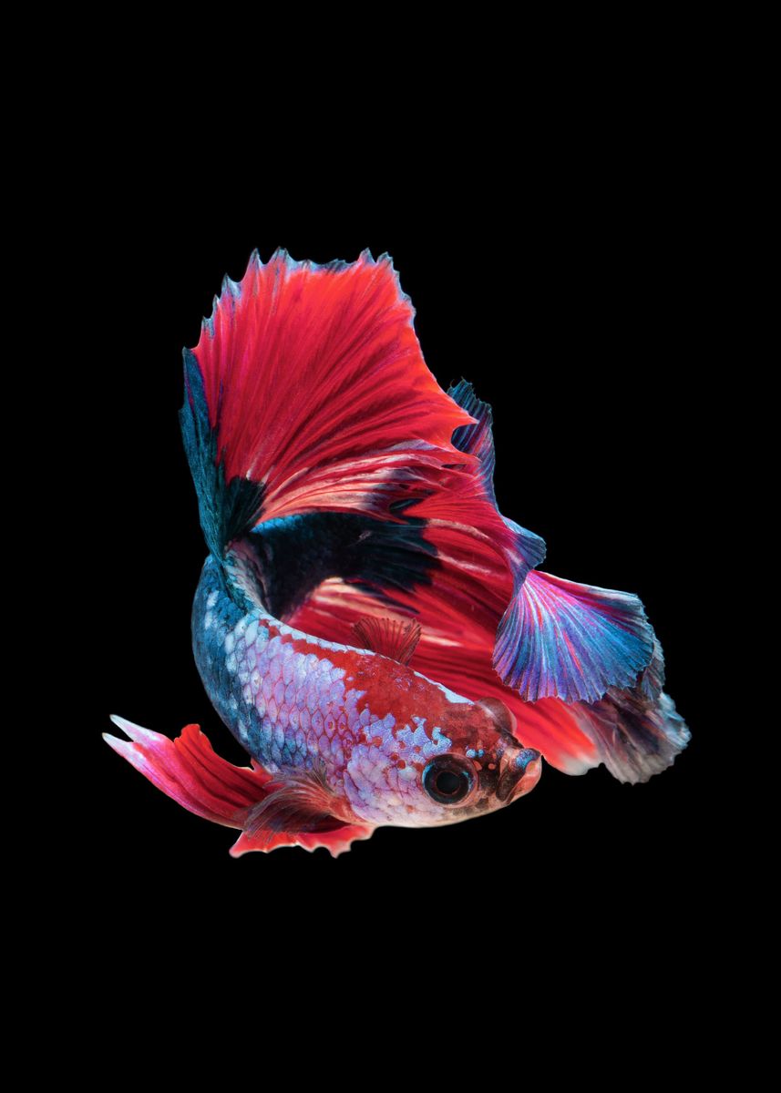 'Fish' Poster, picture, metal print, paint by DombaHitam Studio | Displate