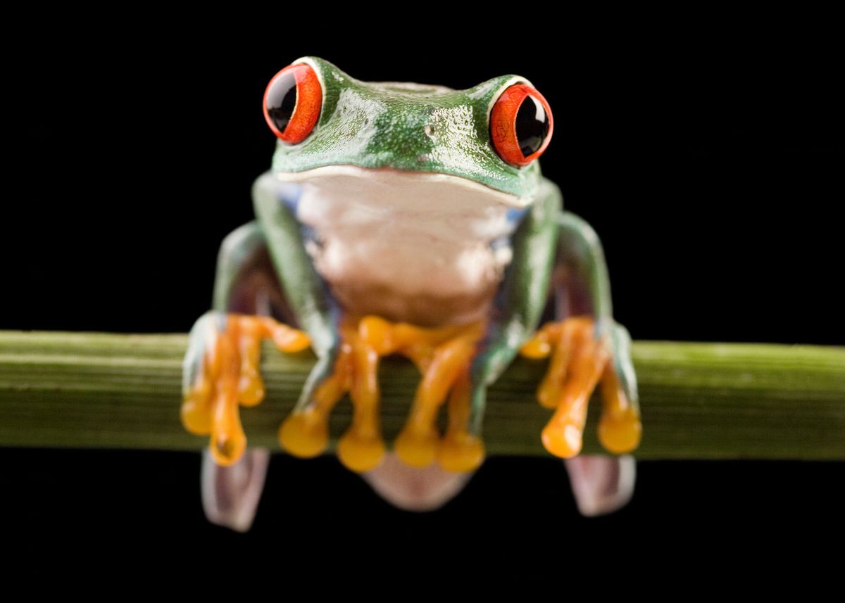 'Red Eyed Green Tree Frog' Poster by PIPA Photography and Designs ...