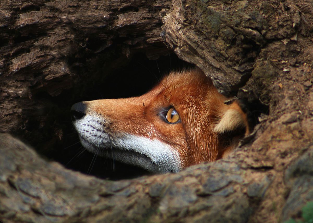 'Portrait of Adult Red Fox' Poster by PIPA Photography and Designs ...