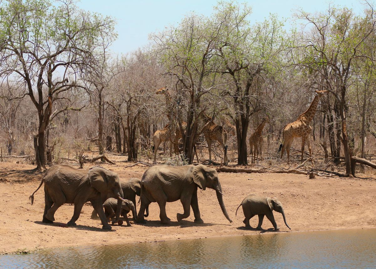 'Elephants and giraffs' Poster by Floris | Displate