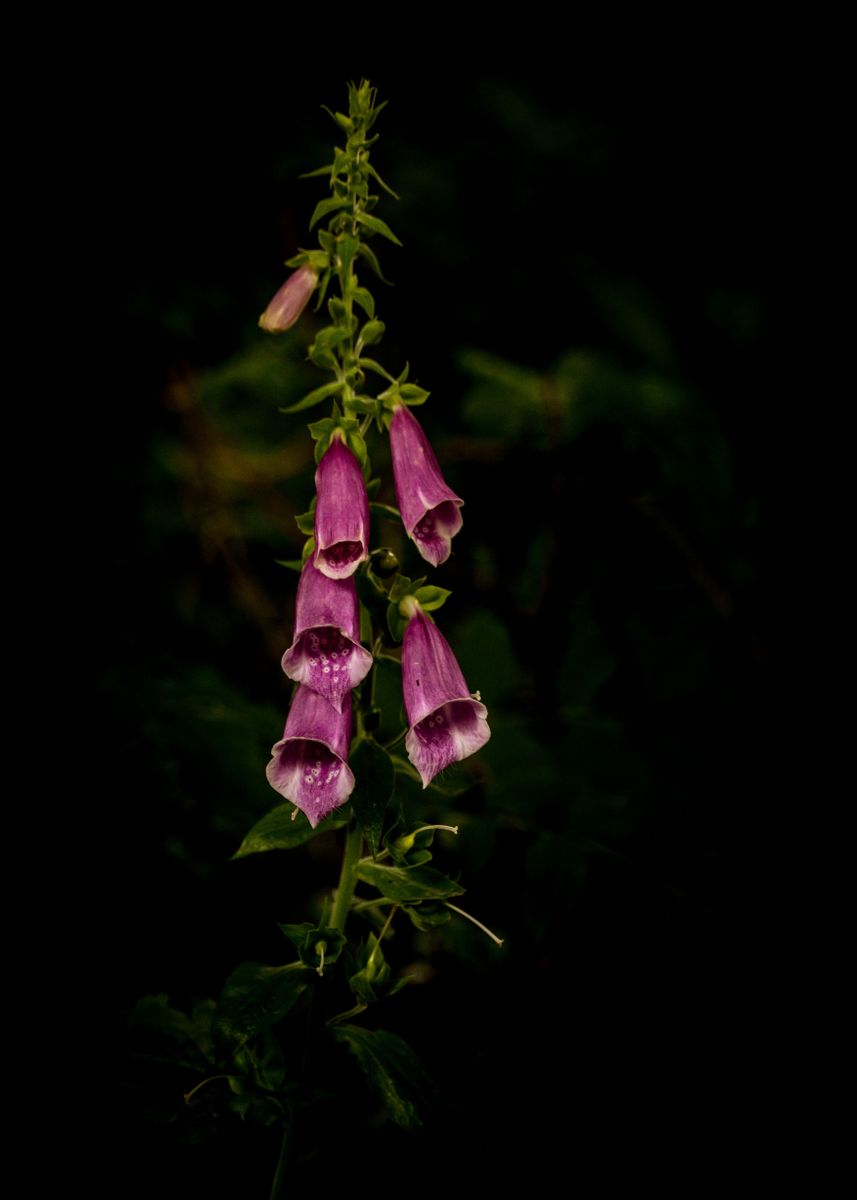 'Dark Forest Foxglove' Poster, picture, metal print, paint by Nathan ...