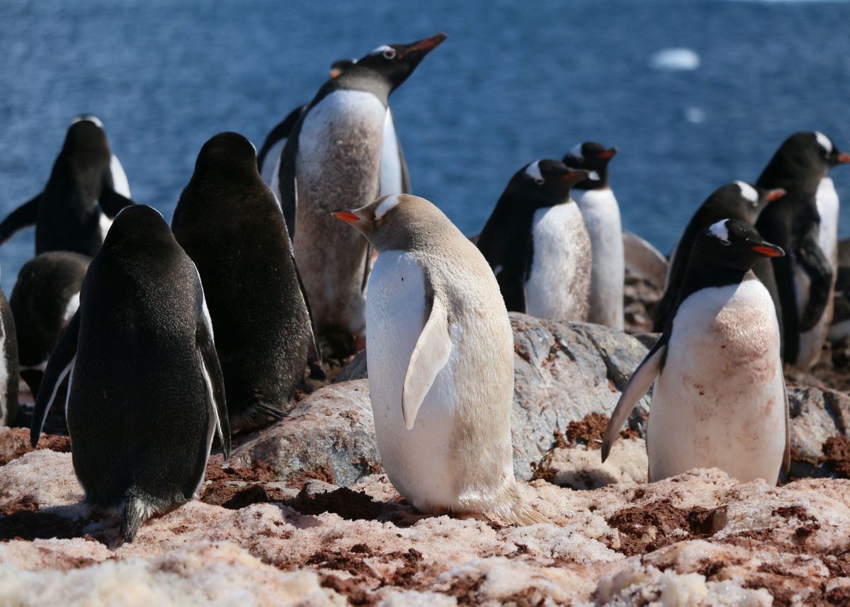 'Penguin Waddle' Poster by Leila Studio | Displate