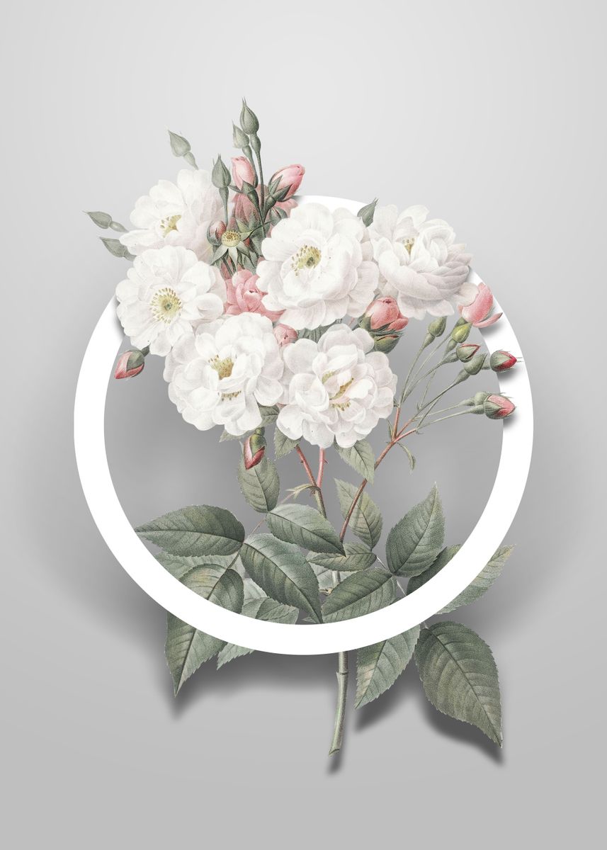 'Noisette Roses Flower Art' Poster, picture, metal print, paint by Holy ...
