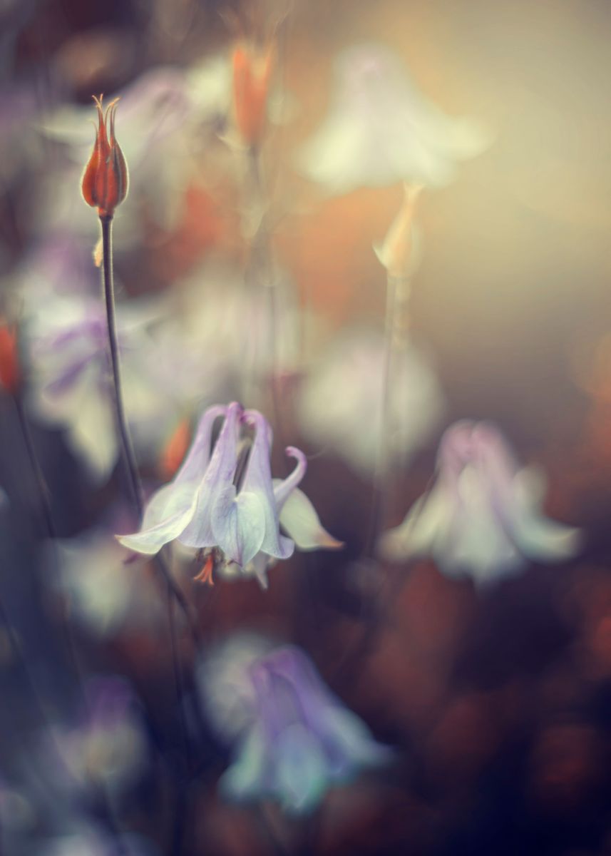 'Flower impression' Poster by anettastar | Displate