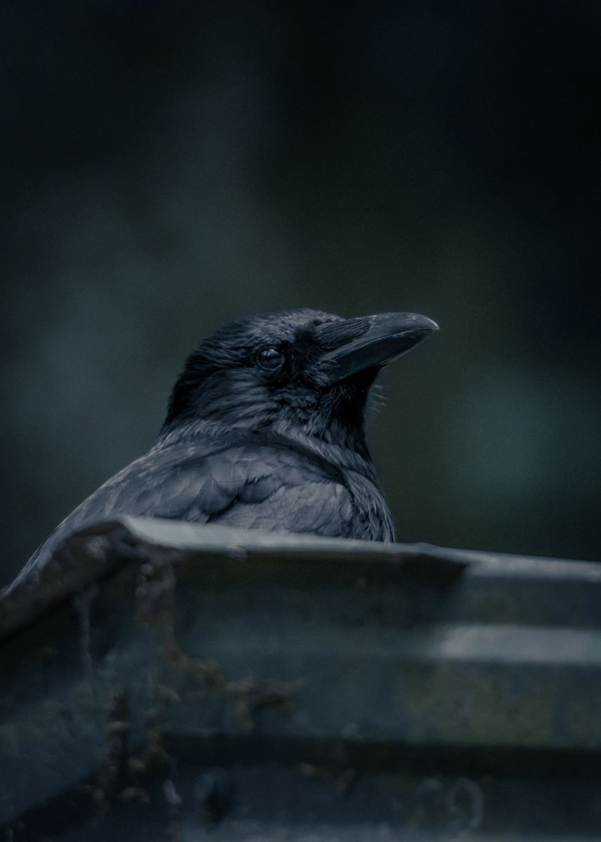 'Black Watcher' Poster, picture, metal print, paint by Anthony | Displate