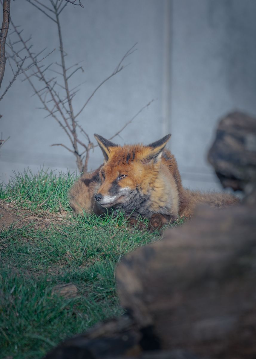 'Peaceful Fox' Poster, picture, metal print, paint by Anthony | Displate